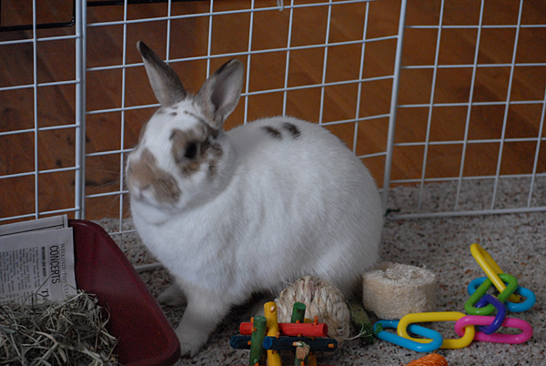 Ask Usagi – Eastern Shore Rabbit Rescue and Education Center