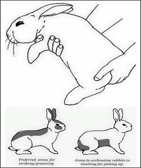 Advice Column for Bunny Care – Eastern Shore Rabbit Rescue and ...